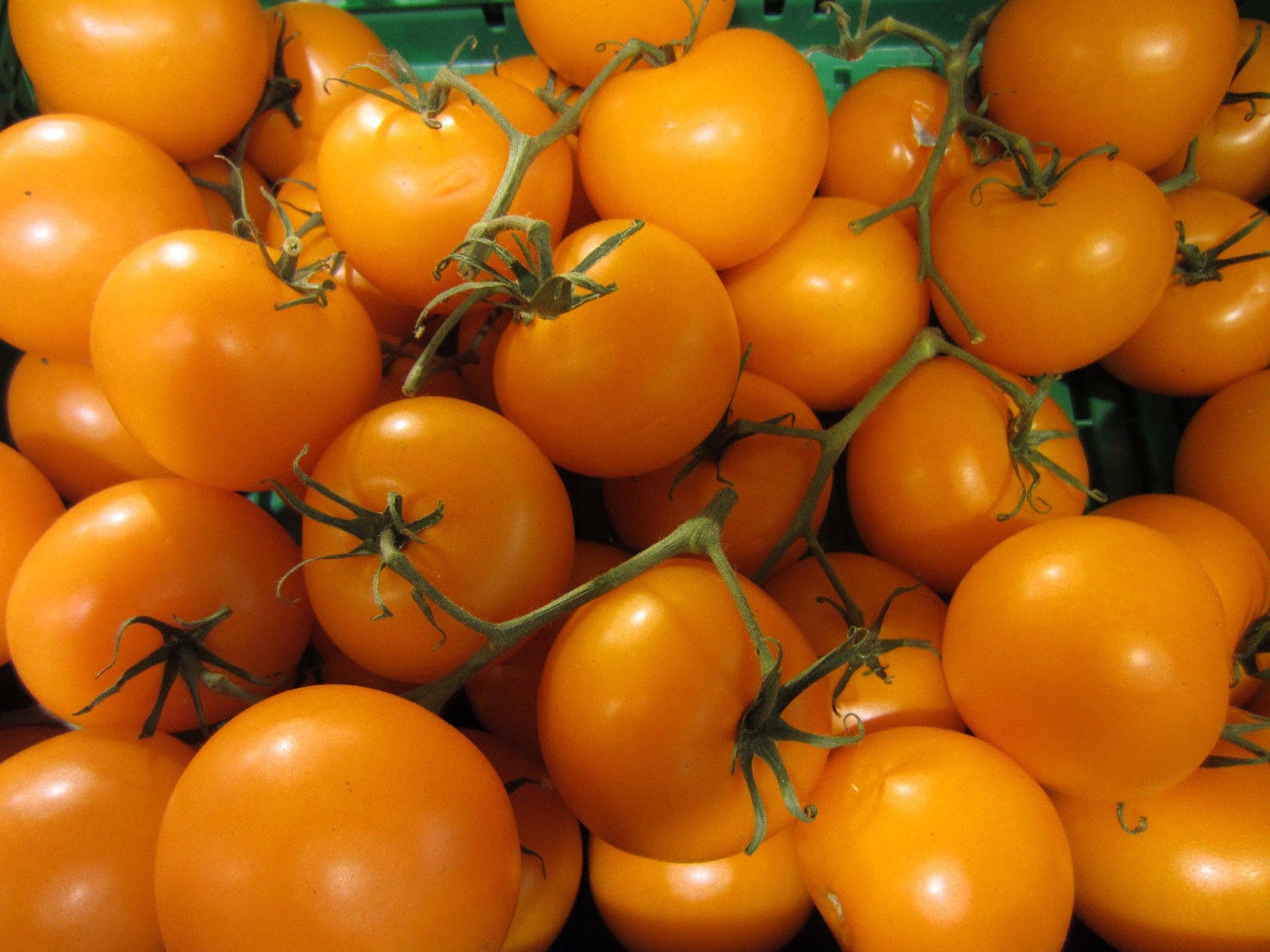 Two 2 Live Plants Golden Jubilee Tomato Plant 5 Inch to 7 Inch | Etsy