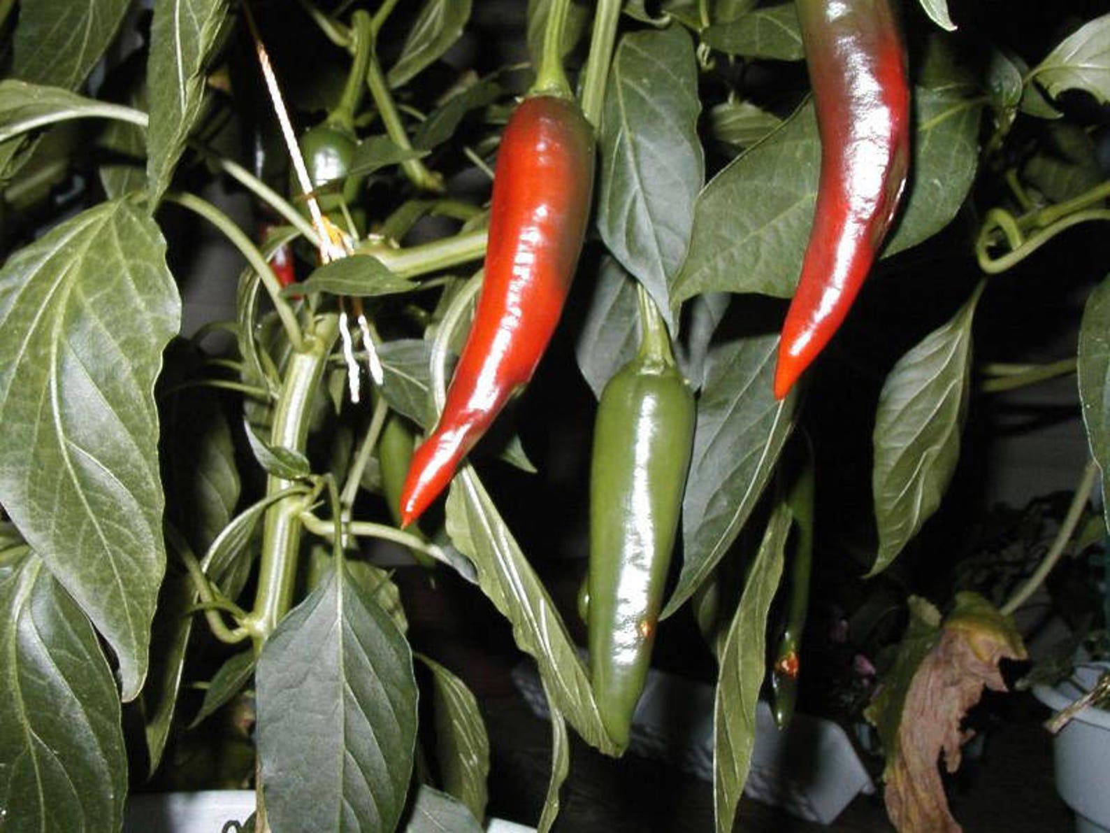 Two Live Plants Garden Salsa Pepper Plant NON-GMO 4 Inch to 7 Inch Tall ...