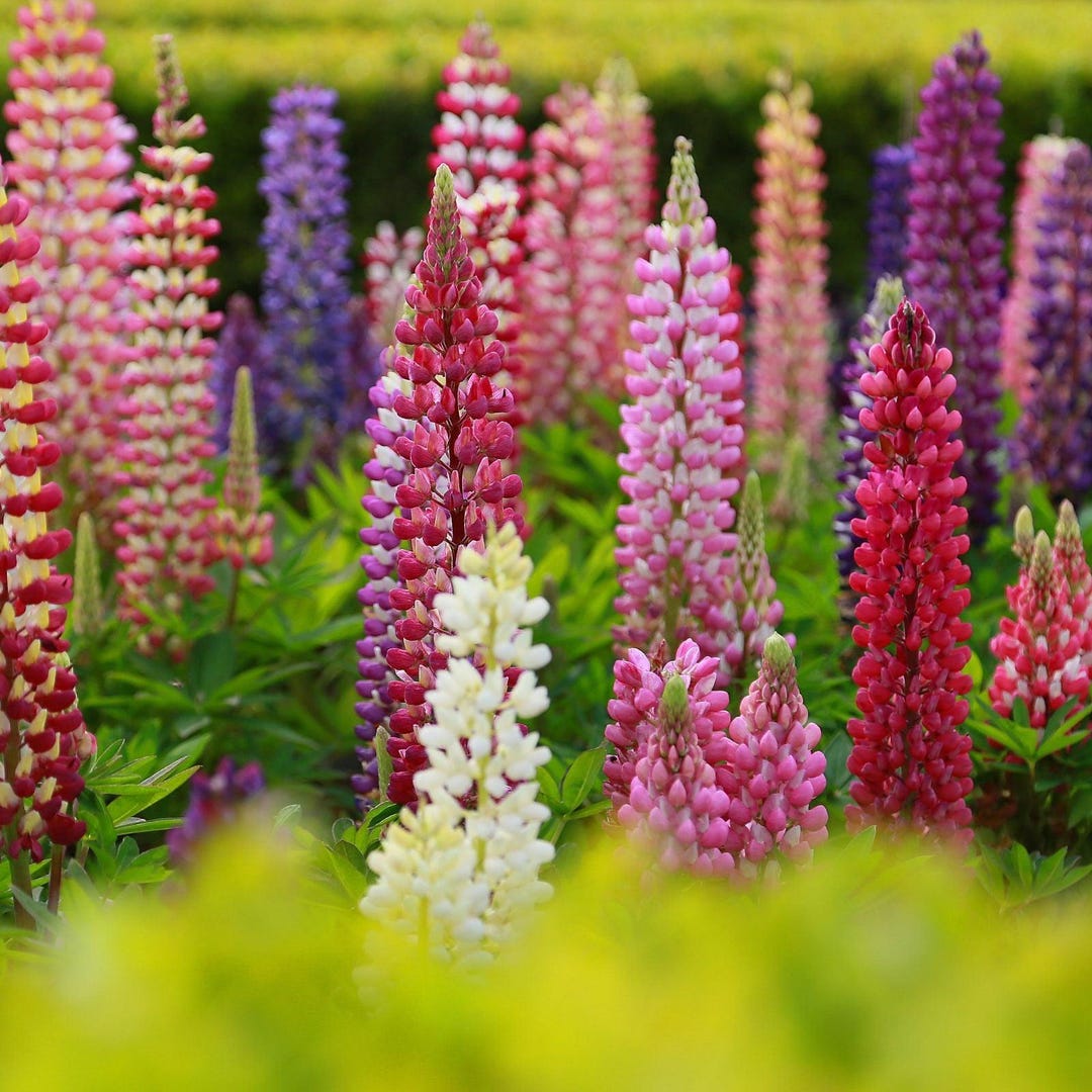 Lupine Gallery Mix (lupinus) | Two Live Plants | Non-gmo, Perennial ...