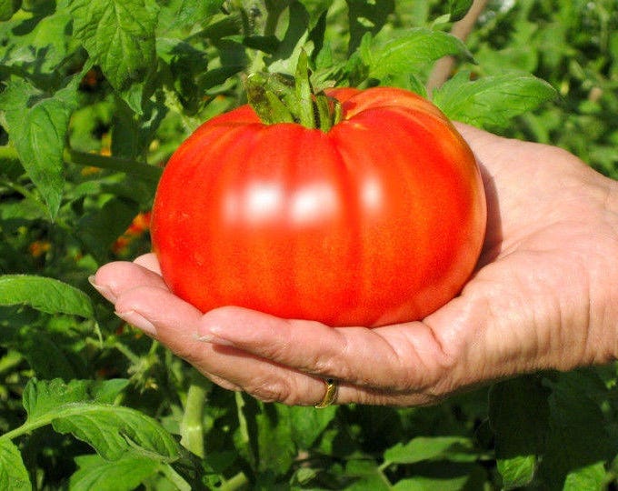 Heirloom Tomato- Black Seaman- 75 Day- Black (dark Red) Determinate- 25 ...
