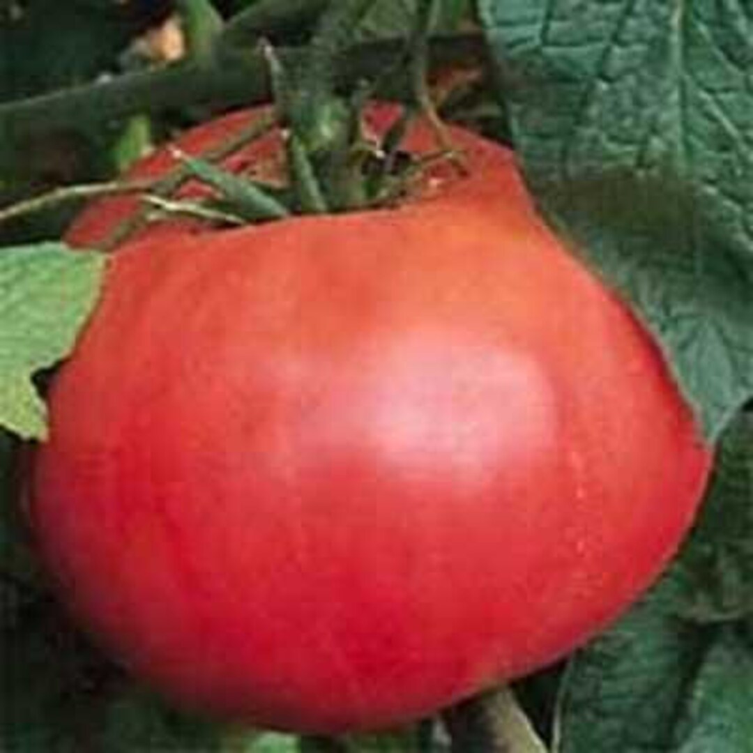 Brandywine Red Tomato Plant – Two Plants - Etsy