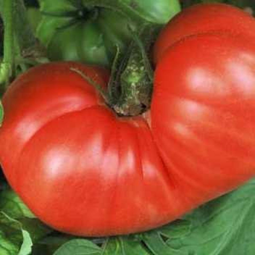 Goliath Tomato Plant | Two Live Plants | Non-gmo, Large Fruit, High ...