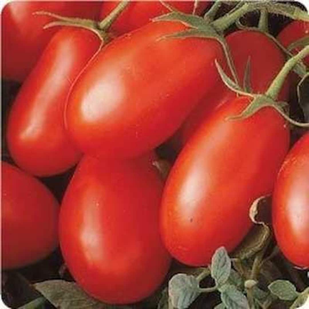 La Roma Red Tomato Plants | Two Live Garden Plants | Non-gmo, Roma ...