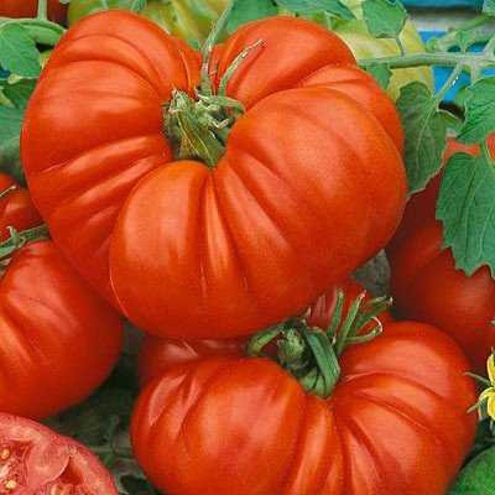 Beefsteak Tomato Plant | Two Live Garden Plants | Non-gmo, Beefsteak - Etsy