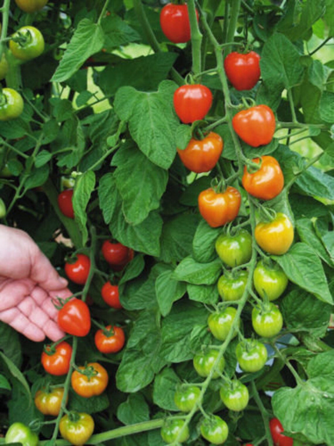 Two Live Plants Tomatoberry Tomato Plant 5 Inch to 7 Inch Tall | Etsy