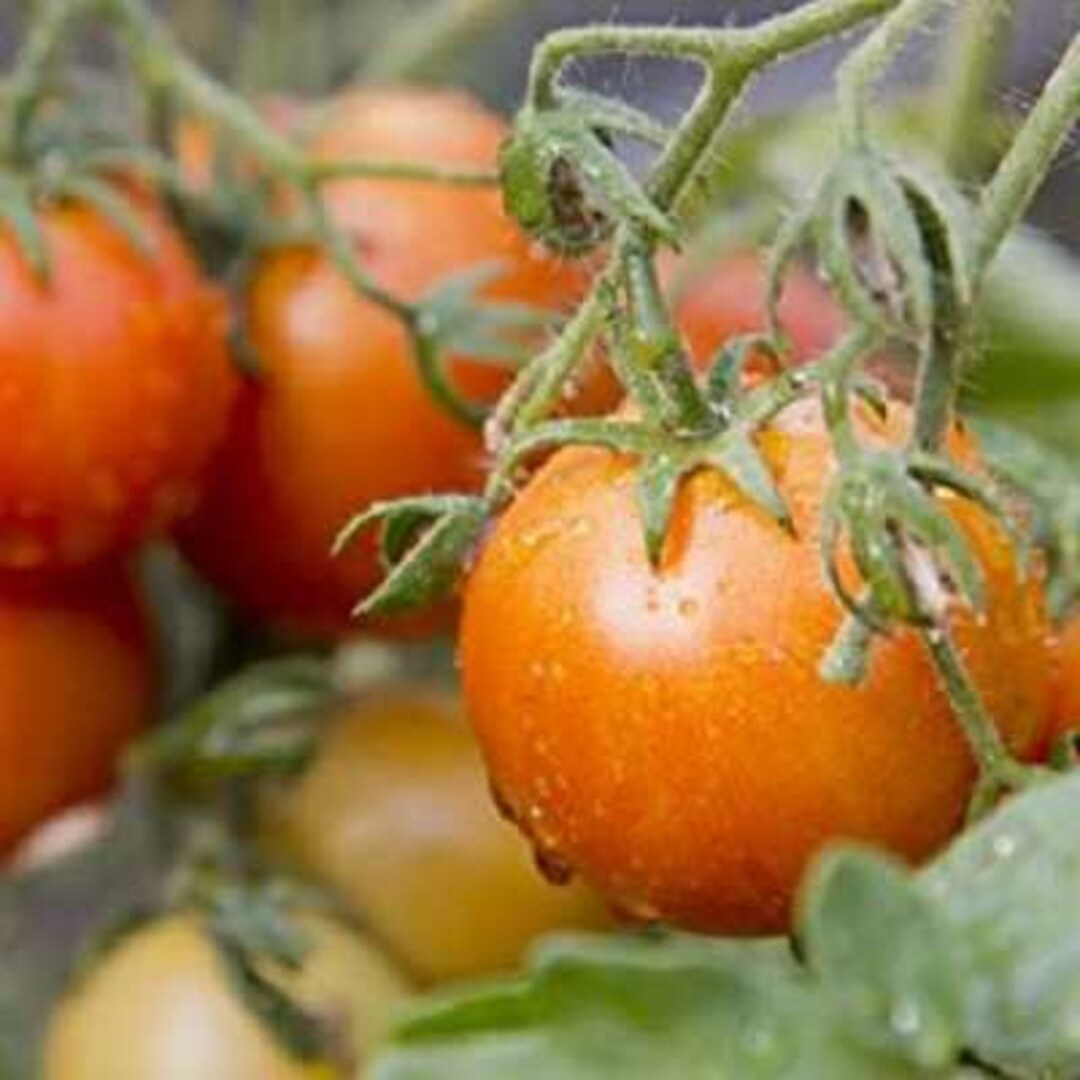 Mountain Merit Tomato | Two Live Garden Plants | Non-gmo, Determinate ...