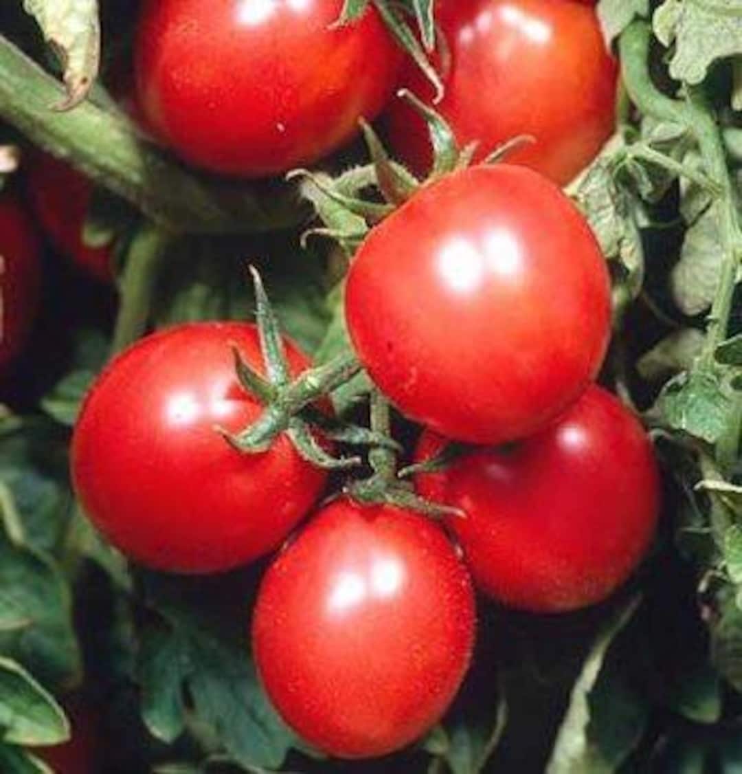 Sweet Baby Girl Tomato Plants | Two Live Garden Plants | Non-gmo ...