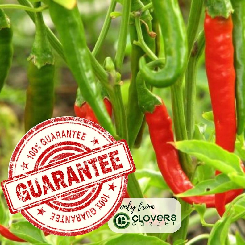 Super Chili Hot Pepper Plants | Two Live Veggie Garden Plants | Non-gmo ...