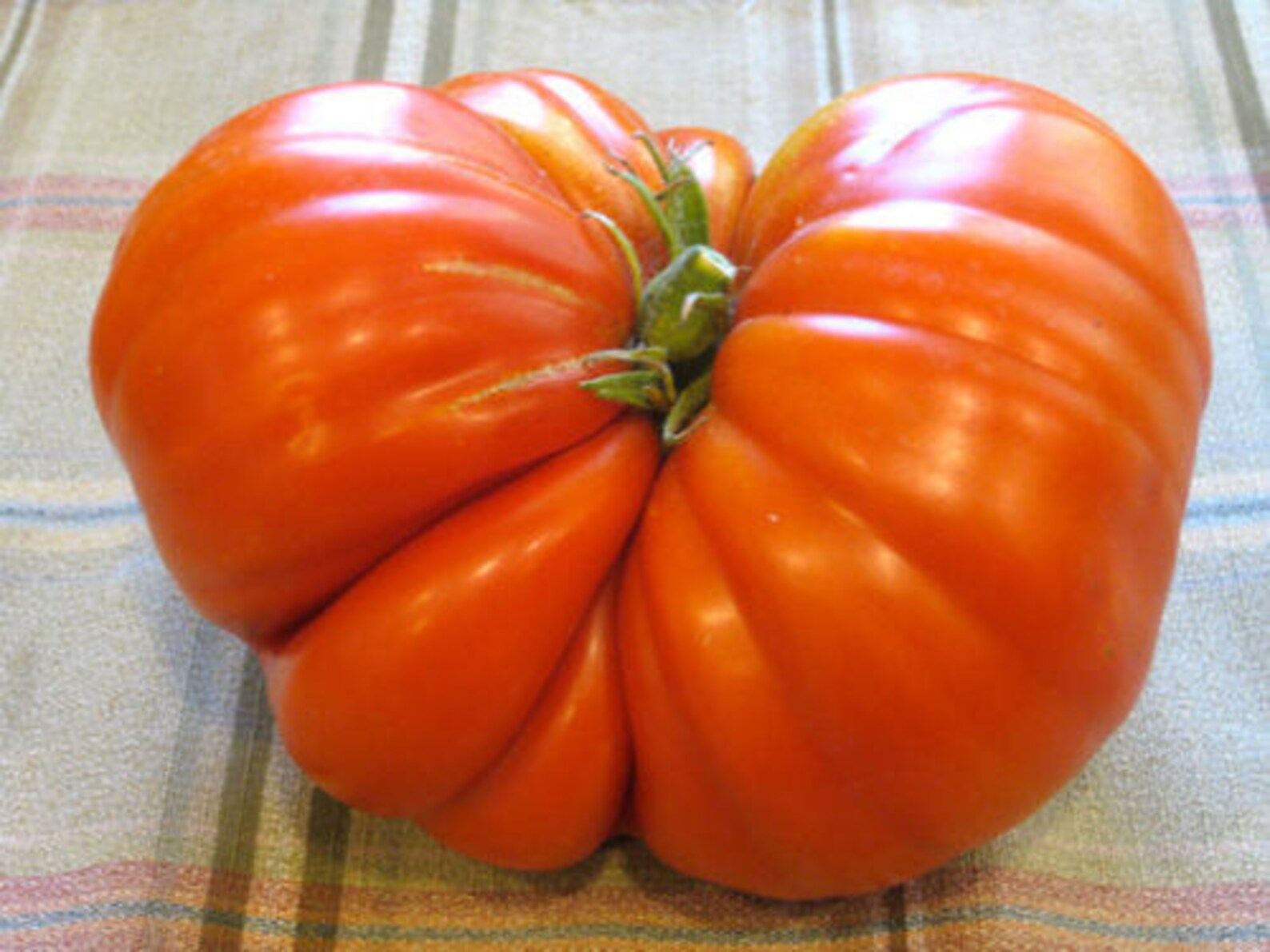 Two Live Plants Beefmaster Tomato Plant 4 Inch to 7 Inch Tall - Etsy