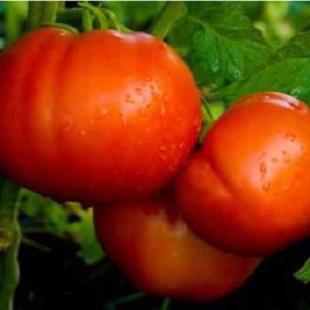Beefmaster Tomato Plants | Two Live Garden Plants | Non-gmo ...