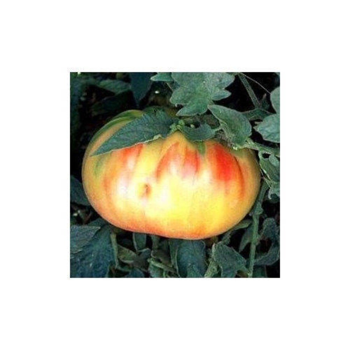 Two Live Plants Old German Tomato Plant 5-7 Inches Tall in 3.5 - Etsy