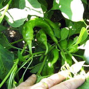 Two Live Plants Garden Salsa Pepper Plant NON-GMO 4 Inch to 7 Inch Tall ...