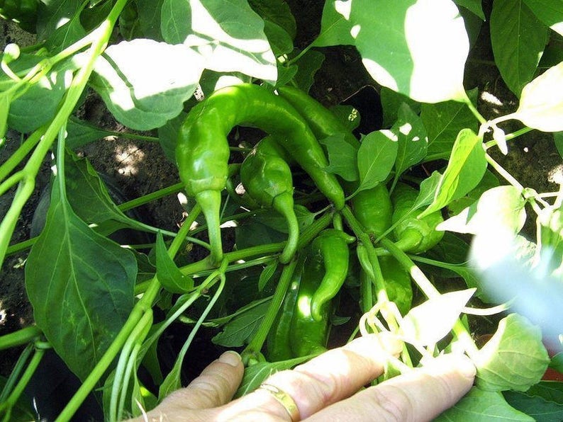 Two Live Plants Garden Salsa Pepper Plant NON-GMO 4 Inch to 7 Inch Tall ...