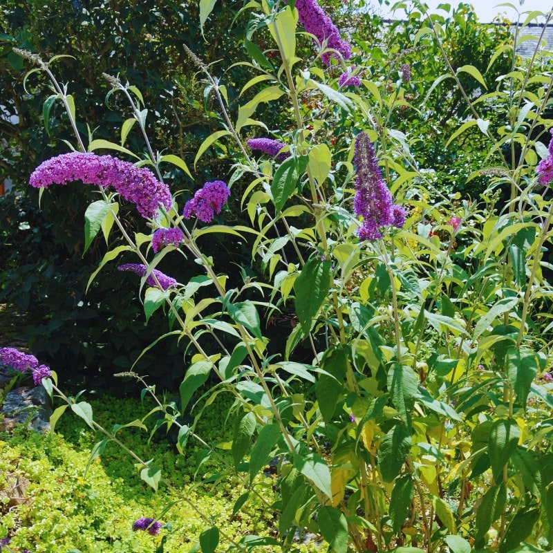 Butterfly Bush Live Plant - Etsy