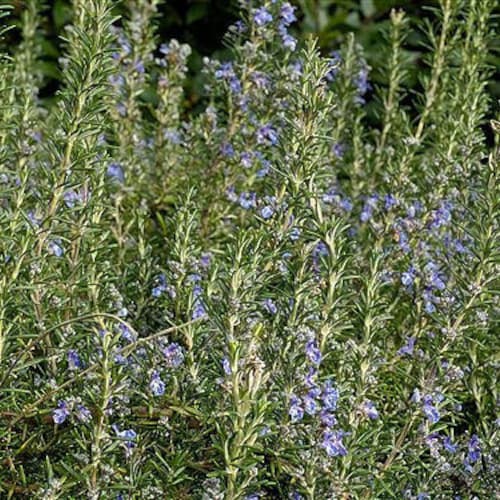 Two 2 Live Plants Upright Rosemary Plant Each 4 7 Inches Tall - Etsy