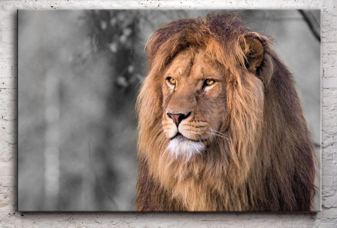 Lion canvas print Lion Wall Art Lion photo Animal wall art | Etsy