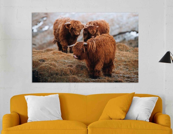 Cow Canvas Cow Print Scottish Highland Cattle Farm Animal - Etsy