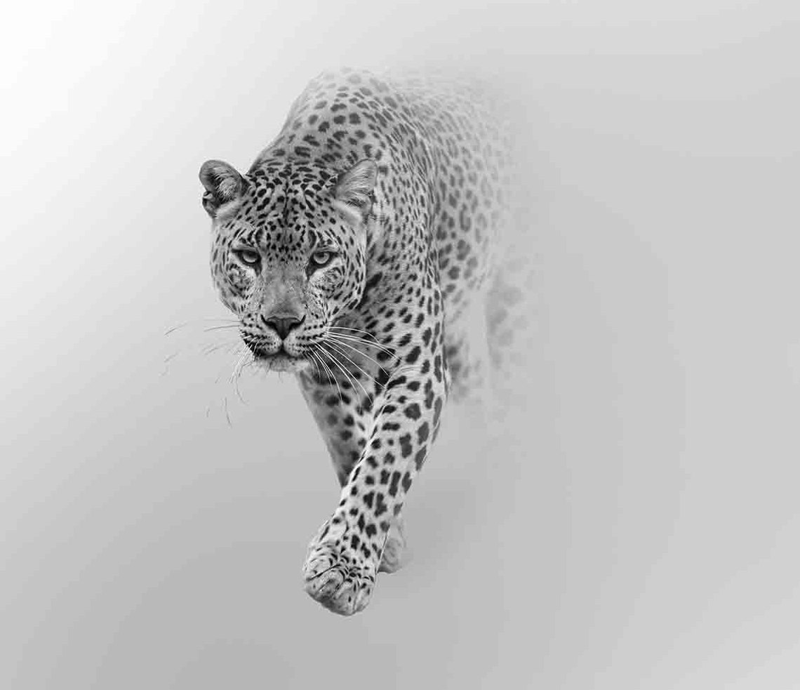 Jaguar Wall Art Jaguar Art Print Big Cat Wall Art Jaguar - Etsy