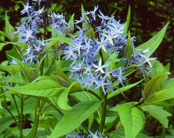 Eastern Bluestar amsonia Tabernaemontana - Etsy