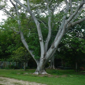 Monkey Earpod Tree Enterolobium Contortisiliquum 20 Seeds - Etsy