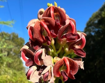 Apios Americana Var "simon" "1972" LSU Improved, American Groundnut ...