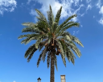 Silver Date Palm Phoenix Sylvestris 100 Seeds - Etsy