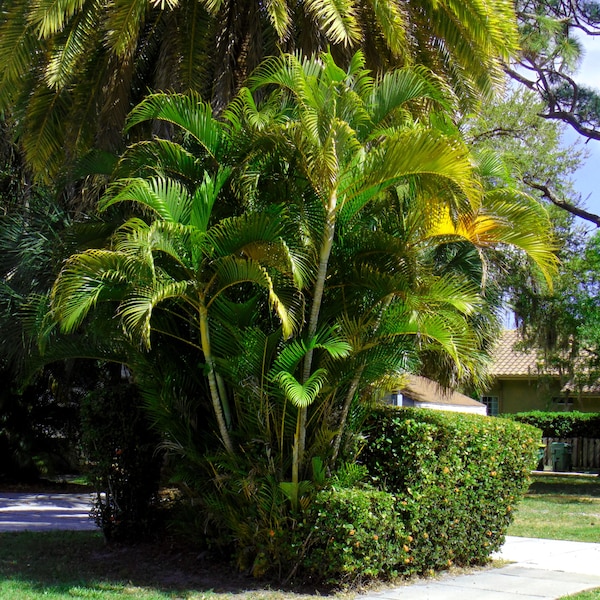 Areca Palm - Etsy Areca Palm - Etsy