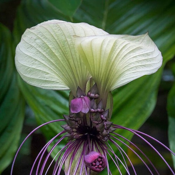 Tacca - Etsy