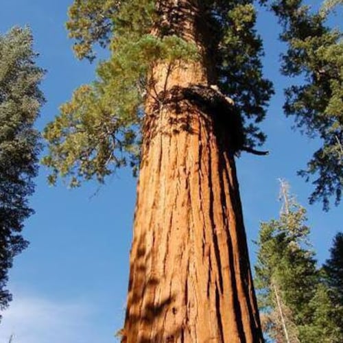 Giant Redwood Sequoia Tree sequoiadendron Giganteum Seeds - Etsy