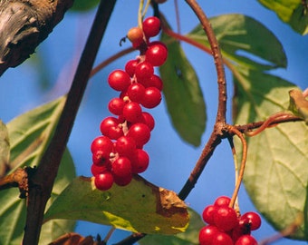 Schisandra Vine eastern Prince - Etsy