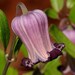 Netleaf Leather Flower Clematis Reticulata 20 Seeds - Etsy