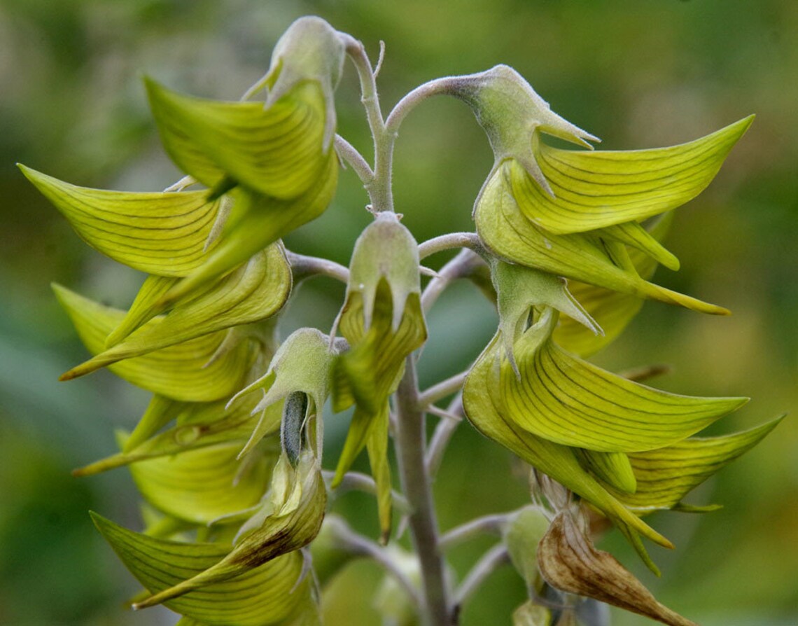 Green Birdflower Crotalaria Cunninghamii 5 Seeds - Etsy