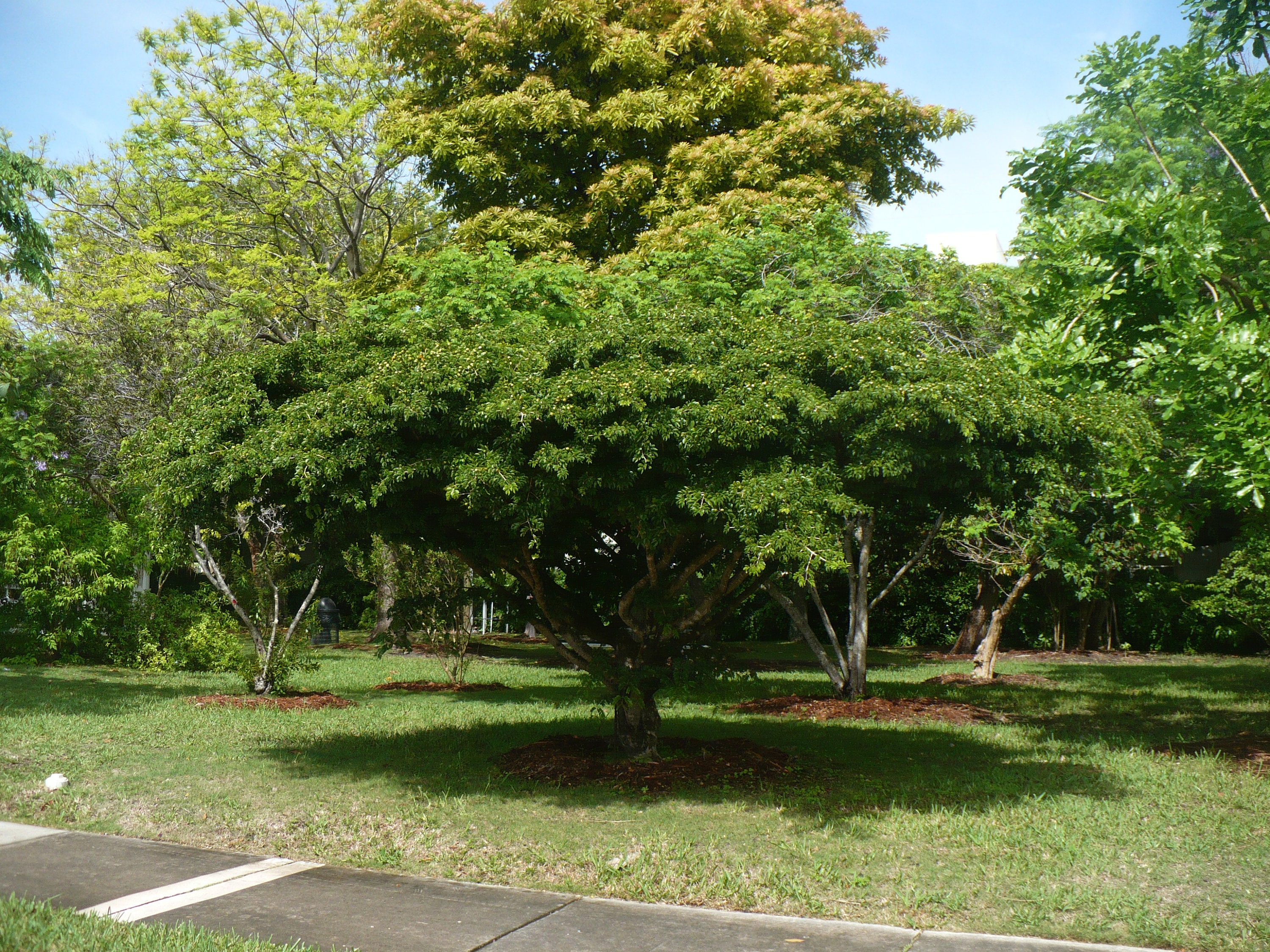 Lignum Vitae Tree of Life Rare Tree Guaiacum Sanctum Organic | Etsy