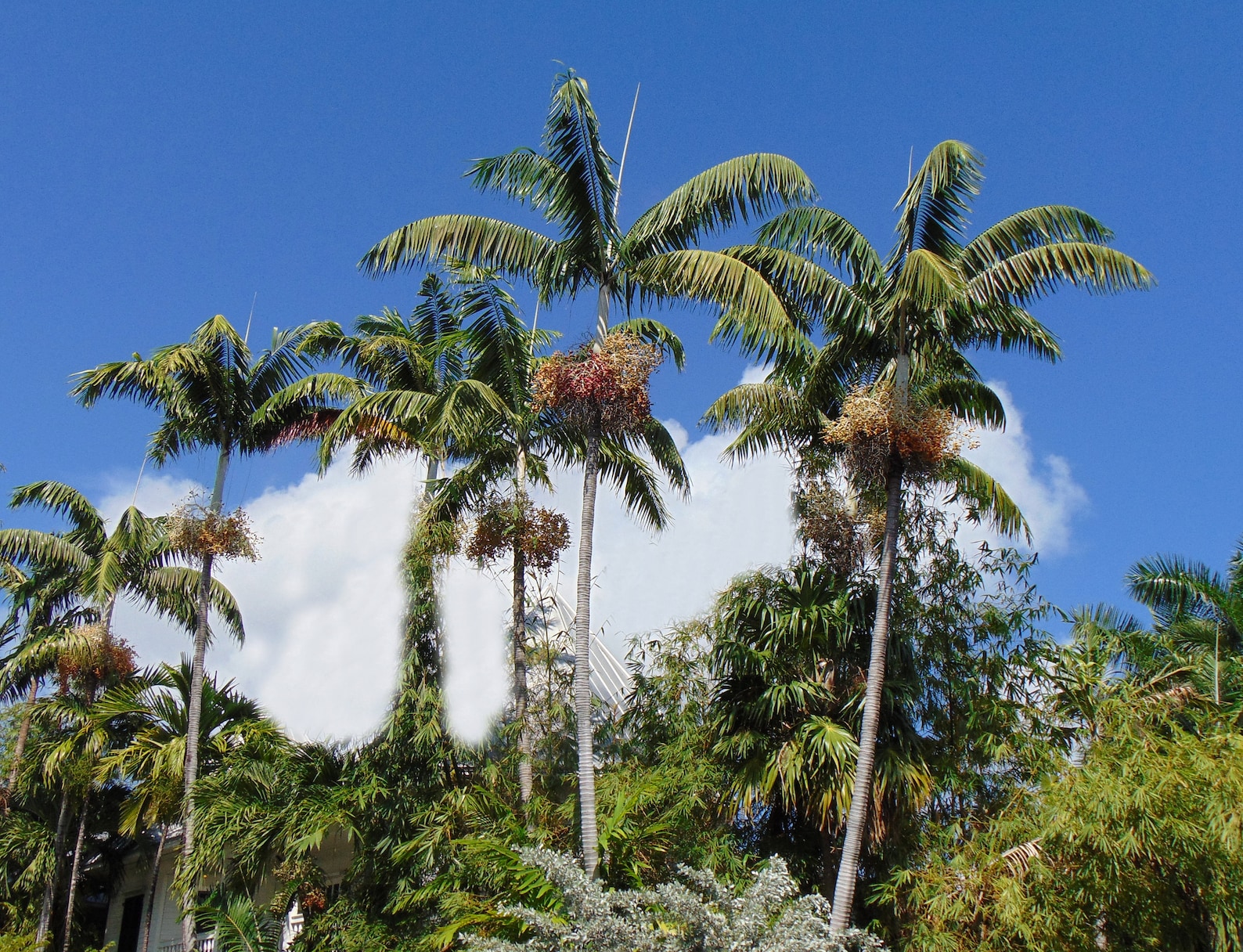 Montgomery Palm Veitchia arecina 10 Seeds Free US | Etsy