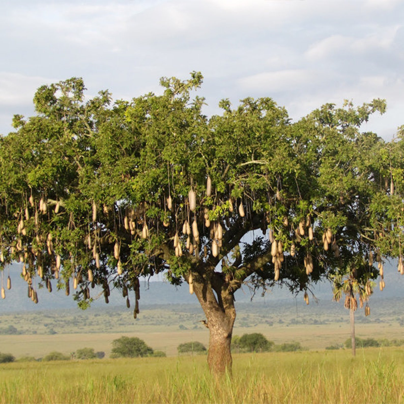 Sausage Tree Kigelia Pinnata 10 Seeds free US Shipping | Etsy