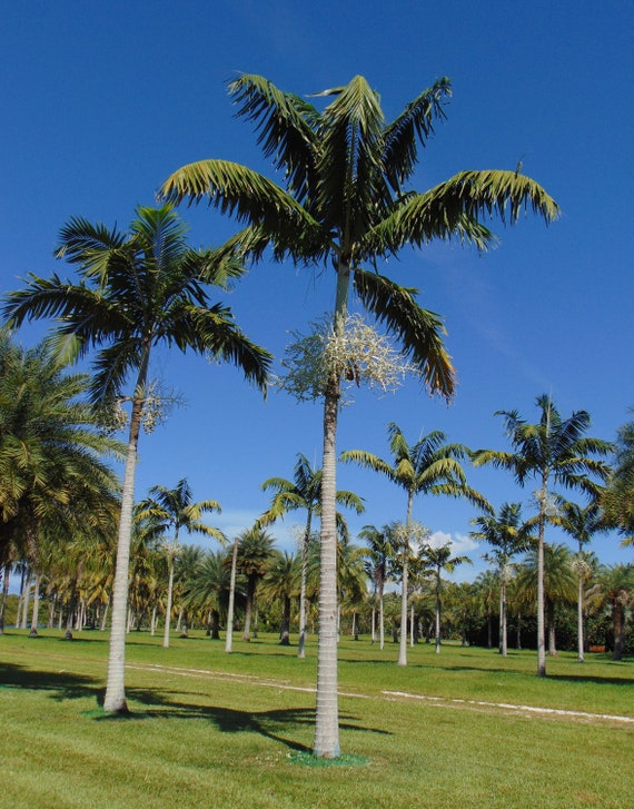 Montgomery Palm Veitchia Arecina Organic 10 Seeds free US - Etsy