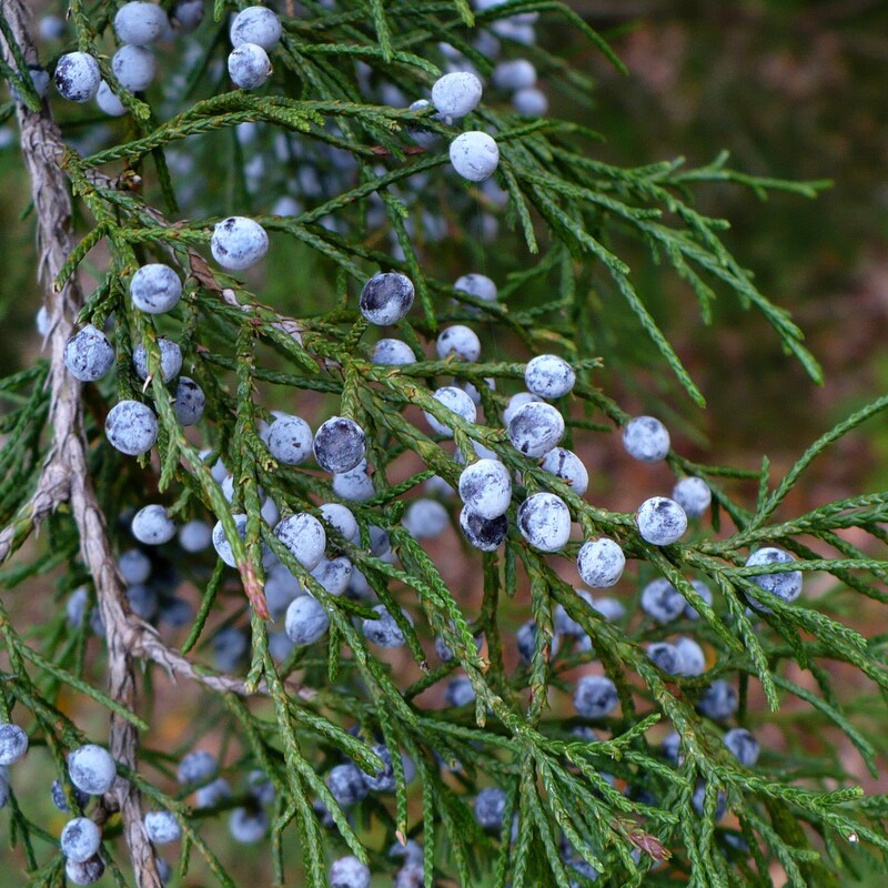 Eastern Red Cedar Tree - Etsy