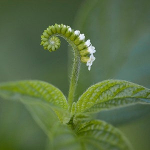 Scorpion-tail Butterfly Heliotrope Heliotropium Angiospermum 20 Seeds ...