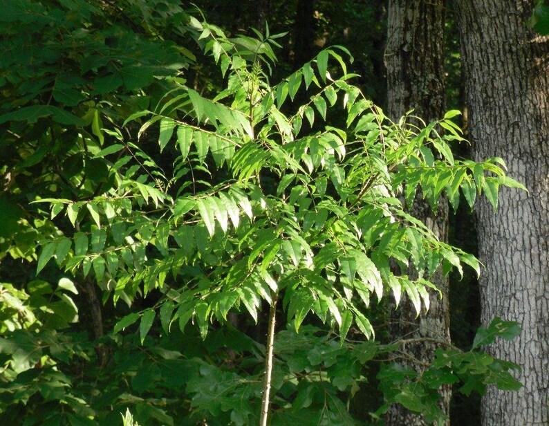 Hercules' Club Zanthoxylum Clava-herculis Organic 10 Seeds - Etsy