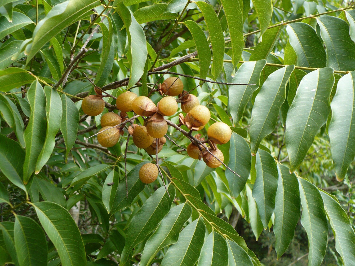 Florida Soapberry Sapindus Marginatus 10 Seeds - Etsy