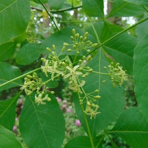 Hop Tree Wafer Ash Ptelea Trifoliata 100 Seeds - Etsy