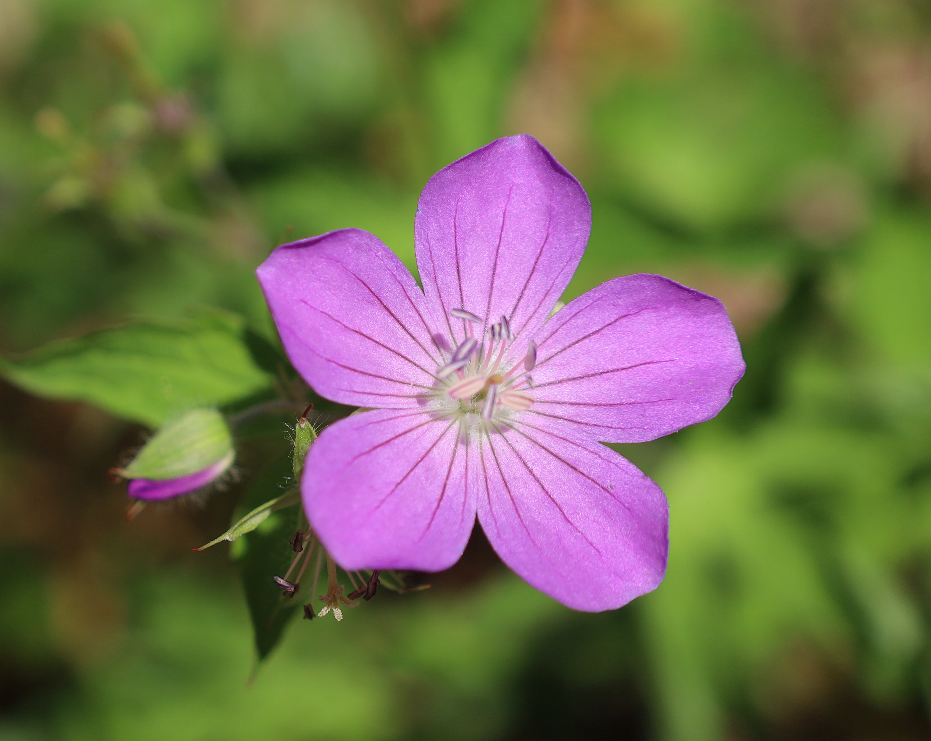Wild Geranium Flower