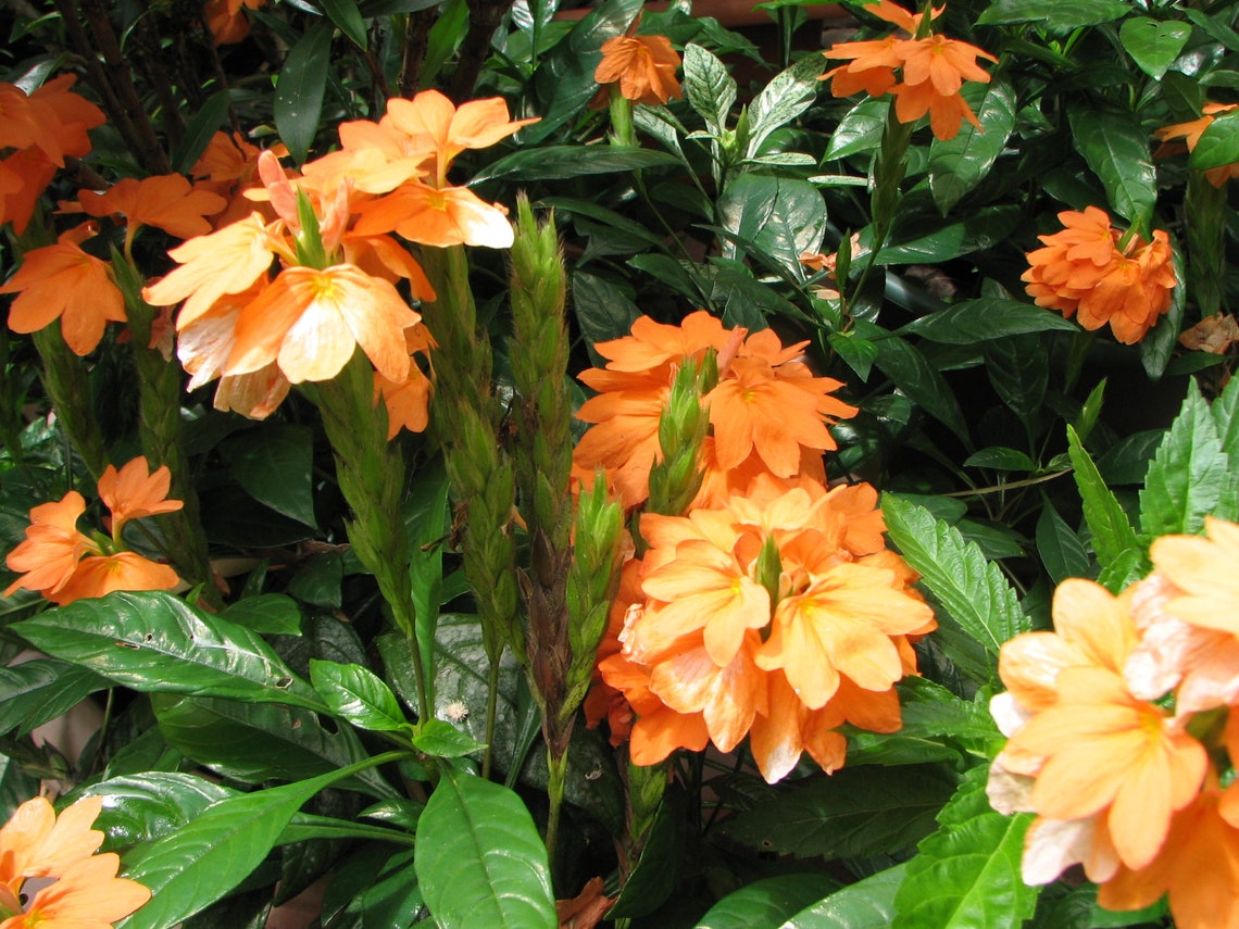 Firecracker Flower Crossandra Infundibuliformis 20 Seeds - Etsy