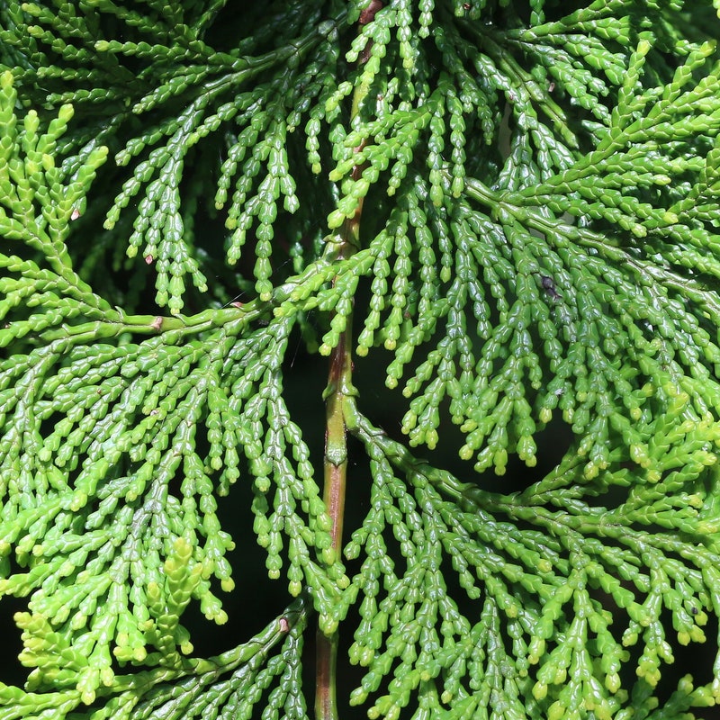 Dwarf Cypress - Etsy