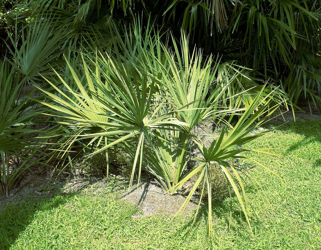 Scrub Palmetto Sabal Etonia 20 Seeds USA Company - Etsy