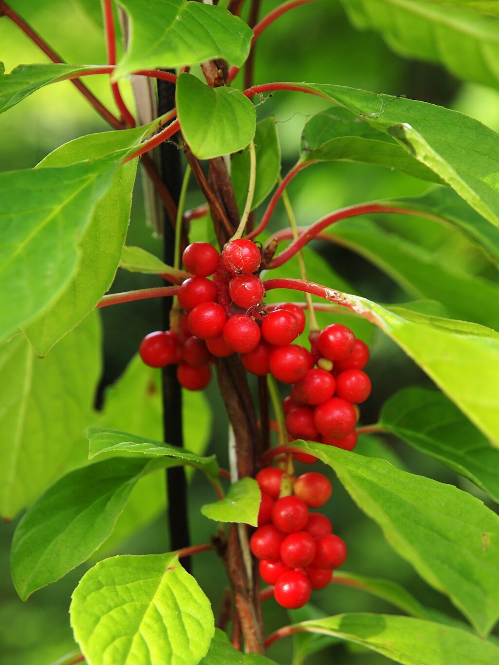 Schisandra Seeds 35+ Schisandra Chinensis Seeds - Five Flavor Berry ...