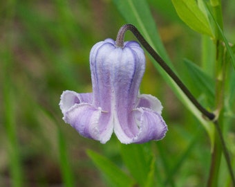 Clematis Reticulata 20 Seeds Netleaf Leather Flower 2023 - Etsy