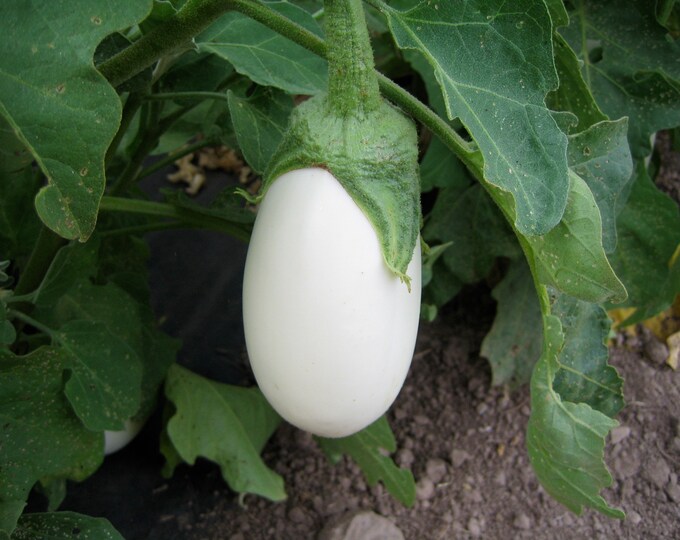 Egg Tree Seeds - Etsy