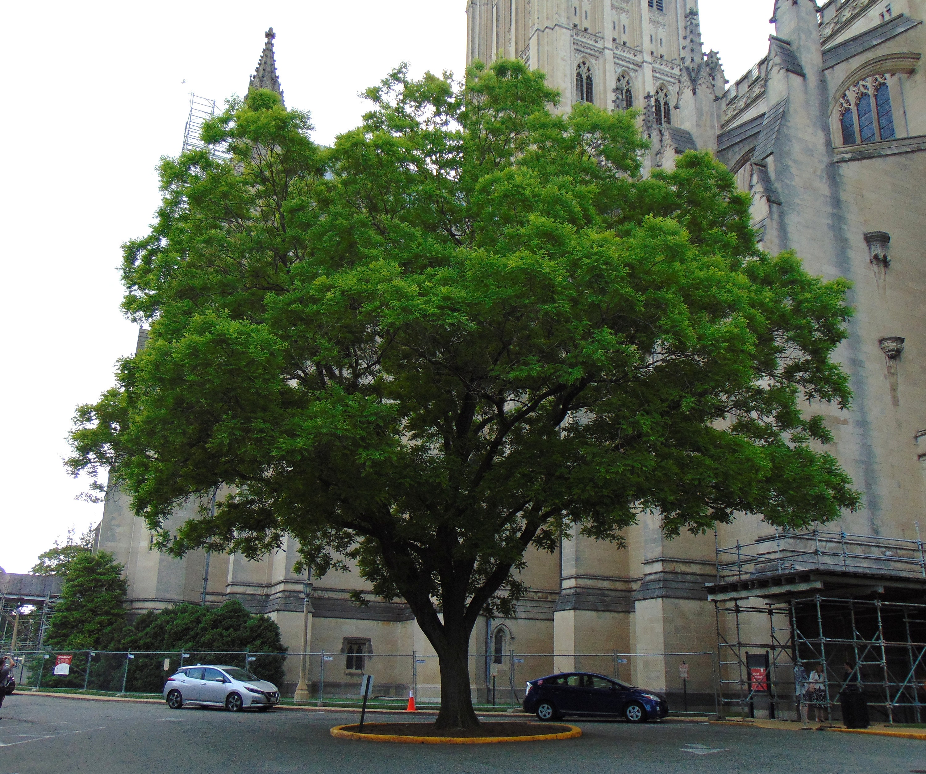 Japanese Pagoda Tree Sophora Japonica 20 Seeds - Etsy