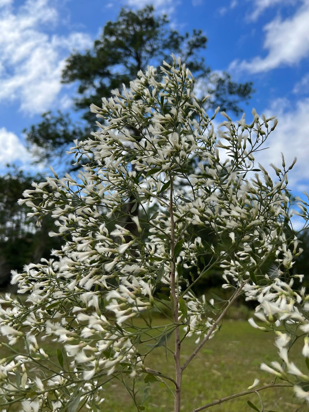 Groundsel Tree Eastern Baccharis Baccharis Halimifolia 100 Seeds - Etsy